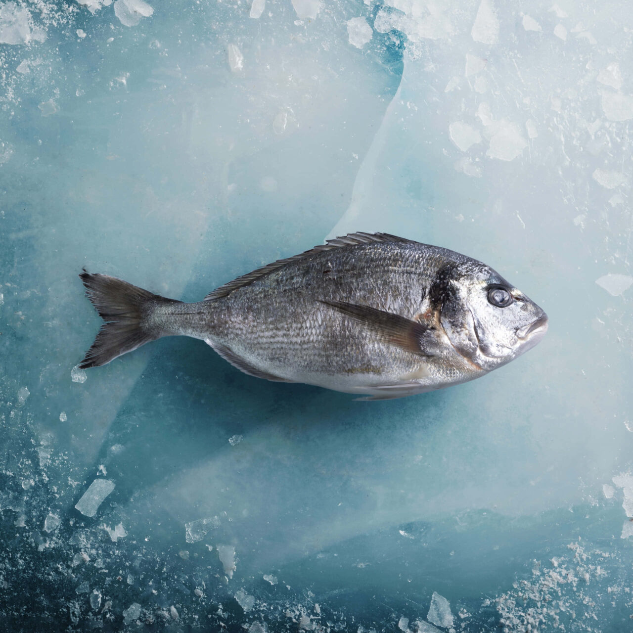 Fresh Whole Bream on Ice Seafood Kitchen Wallpaper | Background FREE ...