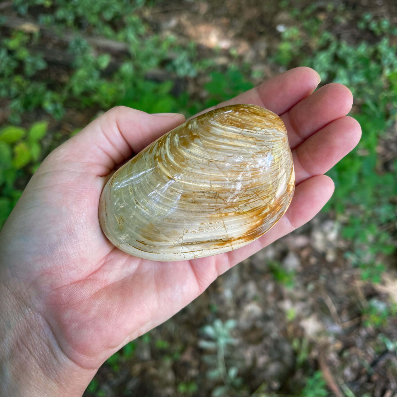 Glossy Clam Shell in Hand Nature Inspired Wallpaper | Background FREE ...