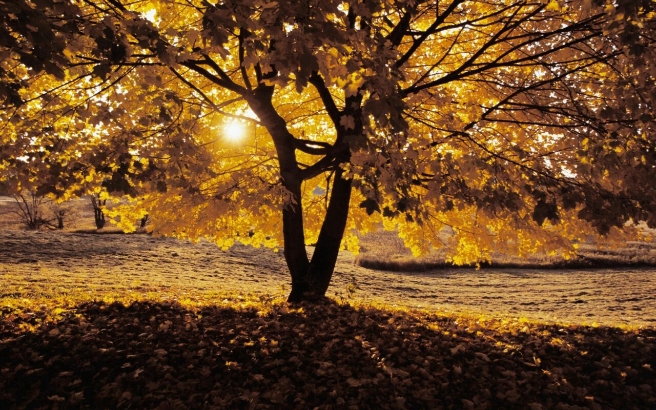 Golden Autumn Tree with Sunlight and Shadows Wallpaper | Background ...