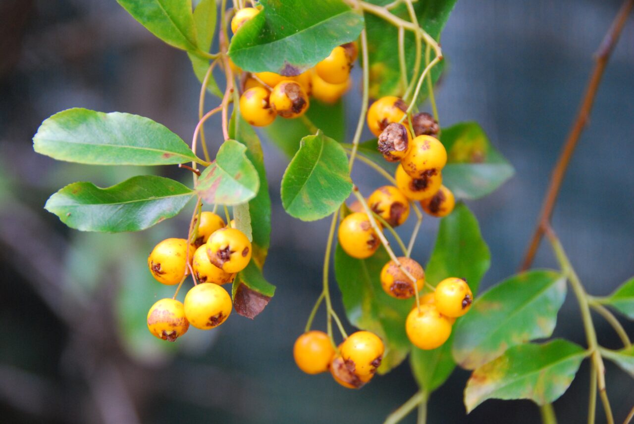Golden Rowan Berry Branch with Green Leaves Wallpaper | Background FREE ...