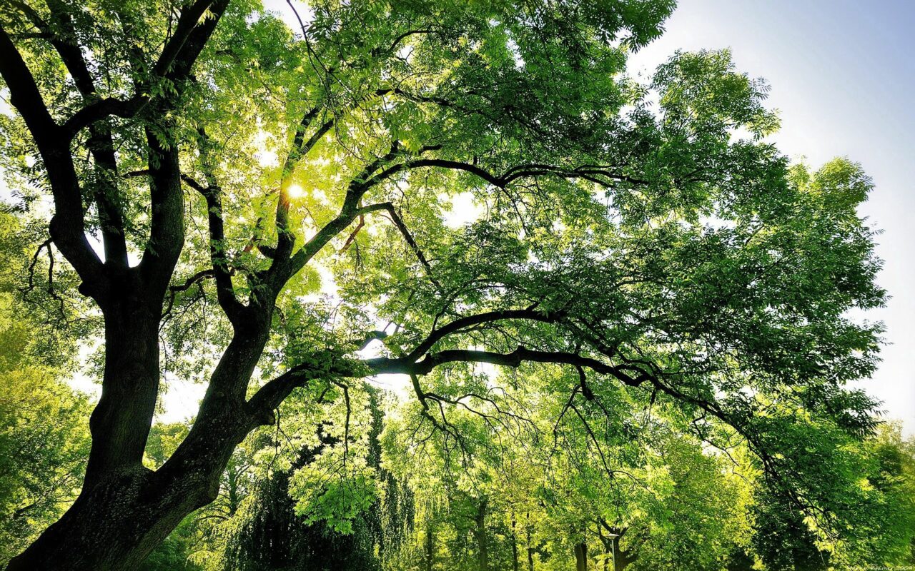Golden Sunlight Through Green Canopy Peaceful Wallpaper | Background ...