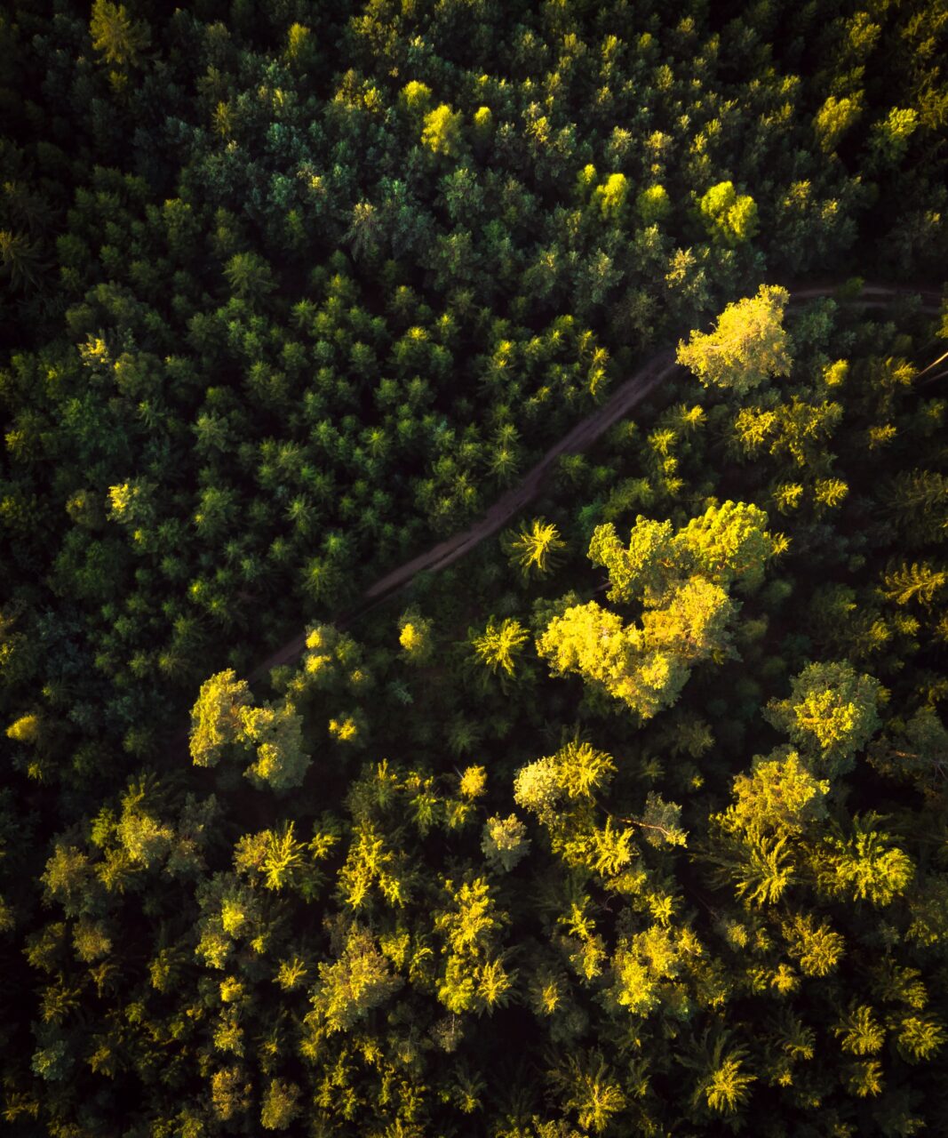 Golden Sunlit Forest Road Aerial View Wallpaper | Background FREE ...