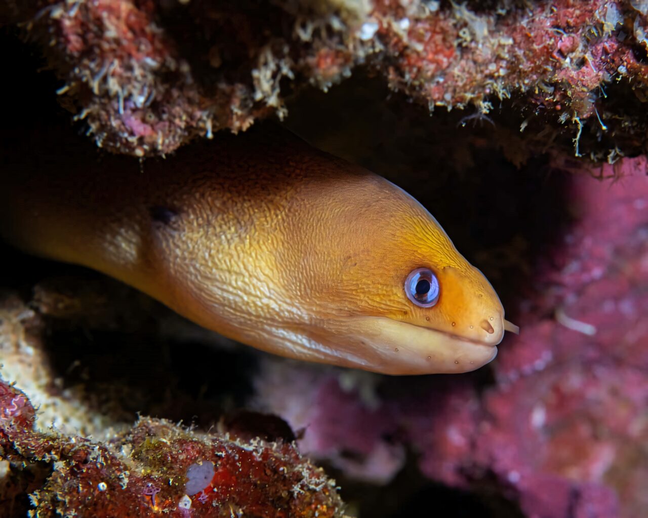 62+ Eel Wallpapers | Backgrounds (HD+) - Vulplex.com