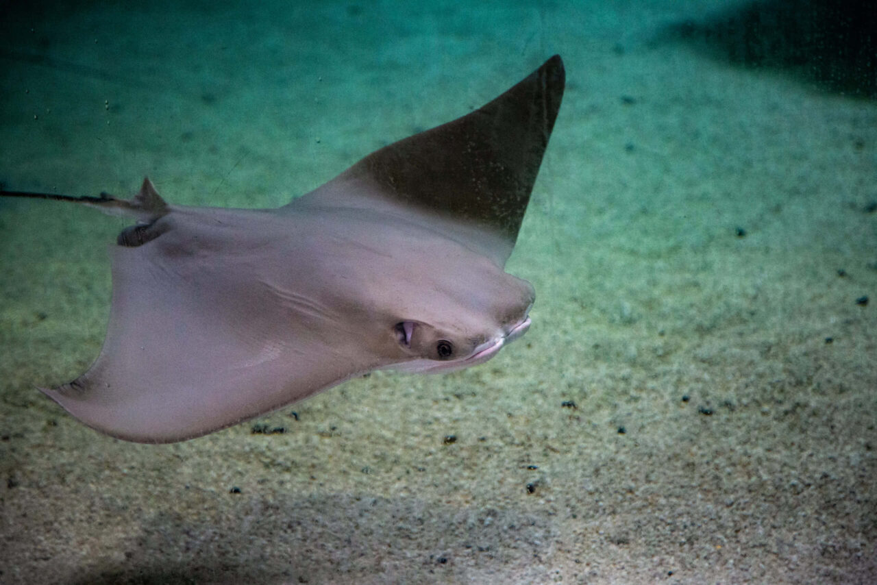Graceful Cownose Ray Underwater Scene Wallpaper | Background FREE ...