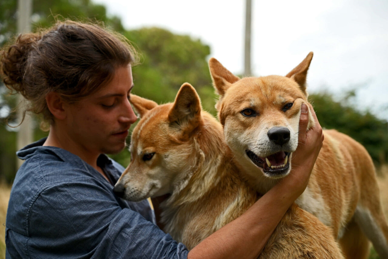 Heartwarming Dingo Embrace Wallpaper | Background FREE Download ...
