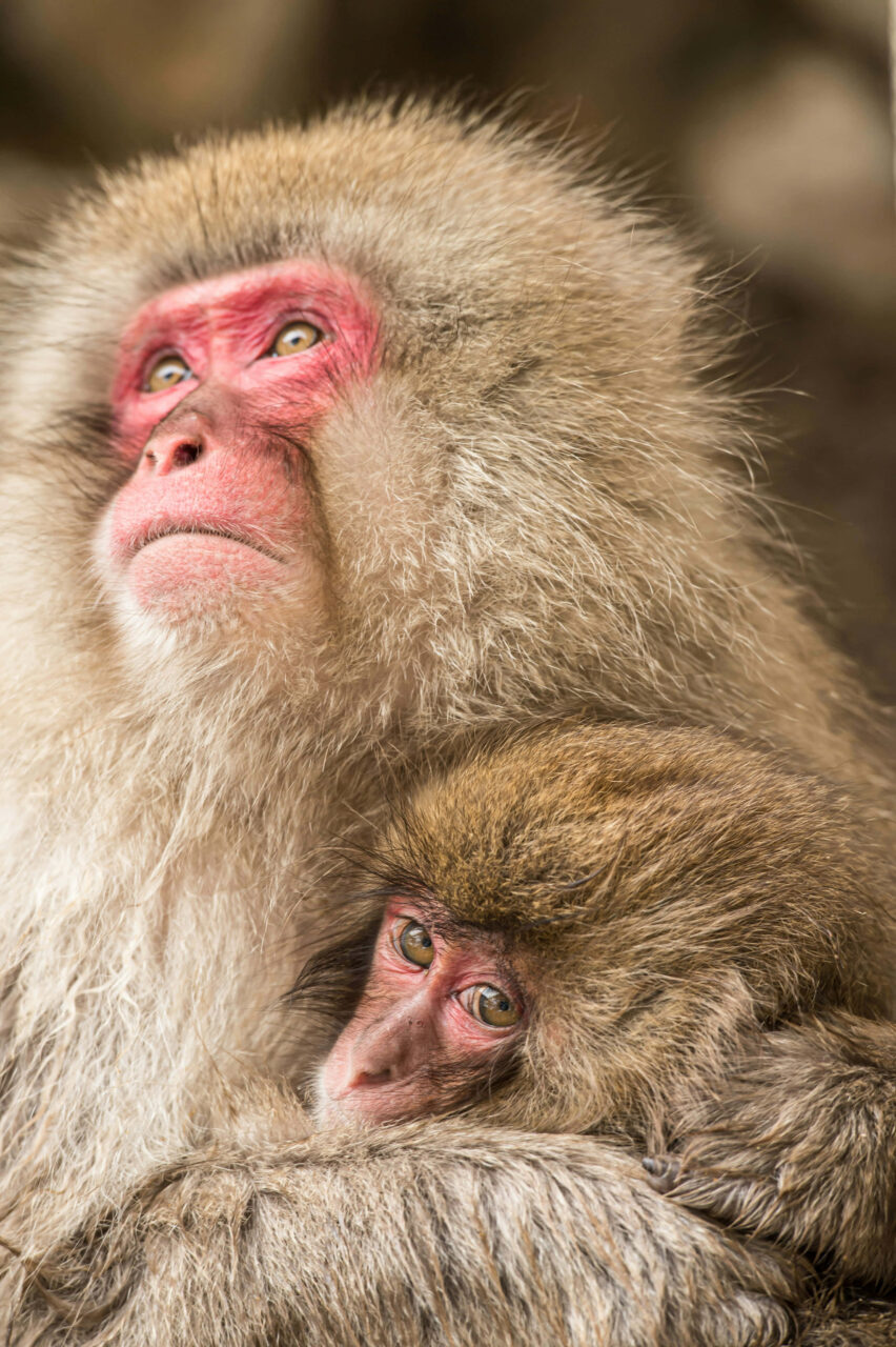 Cuddling Snow Monkeys Close-Up Fur Detail Wallpaper | Background FREE ...