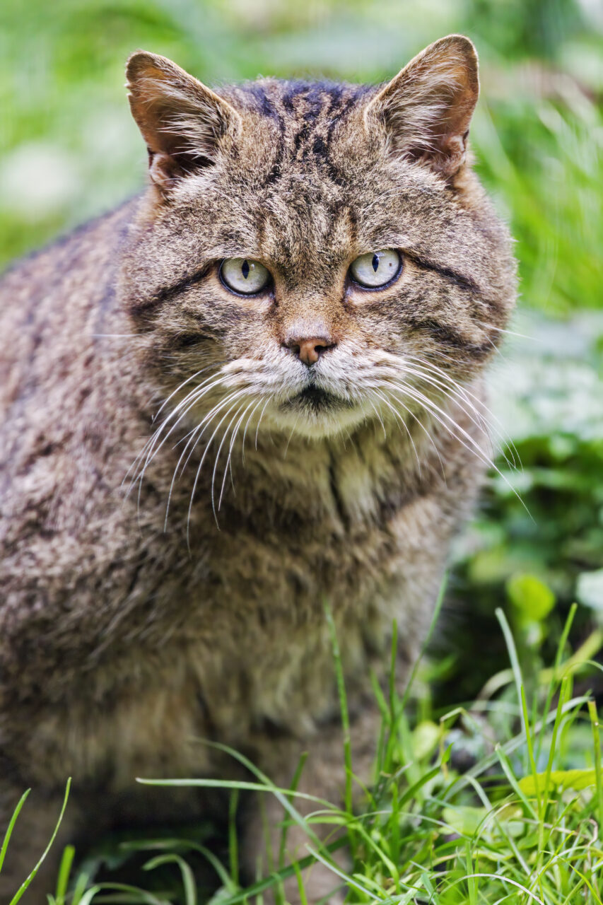 Majestic Wild Cat in Greenery Wallpaper | Background FREE Download ...