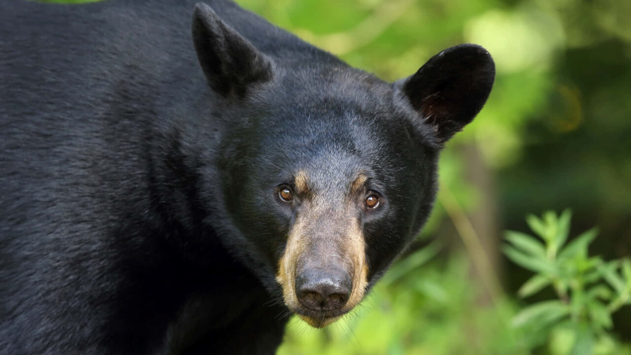 Intense Black Bear Wilderness Wallpaper | Background FREE Download ...