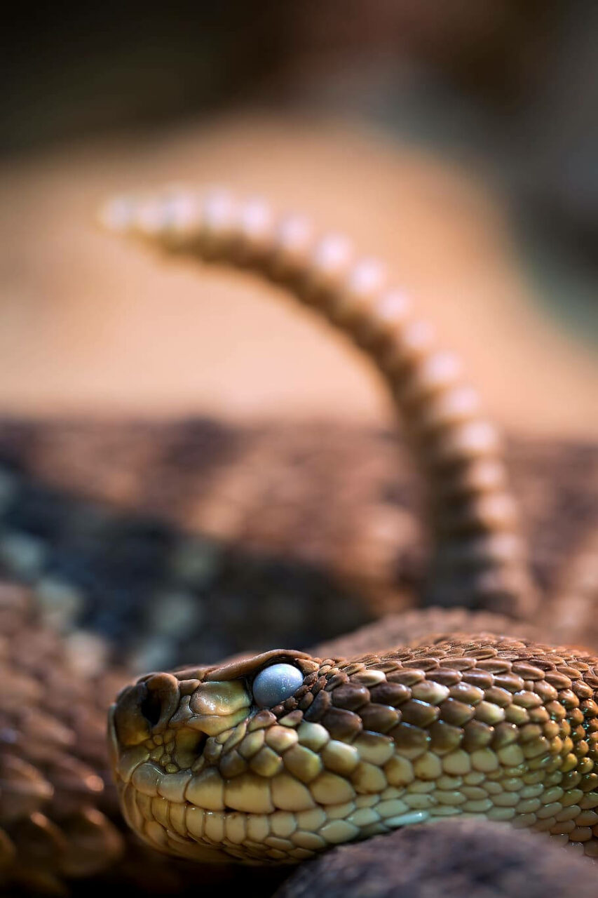Shedding Beauty of a Gopher Snake Wallpaper | Background FREE Download ...