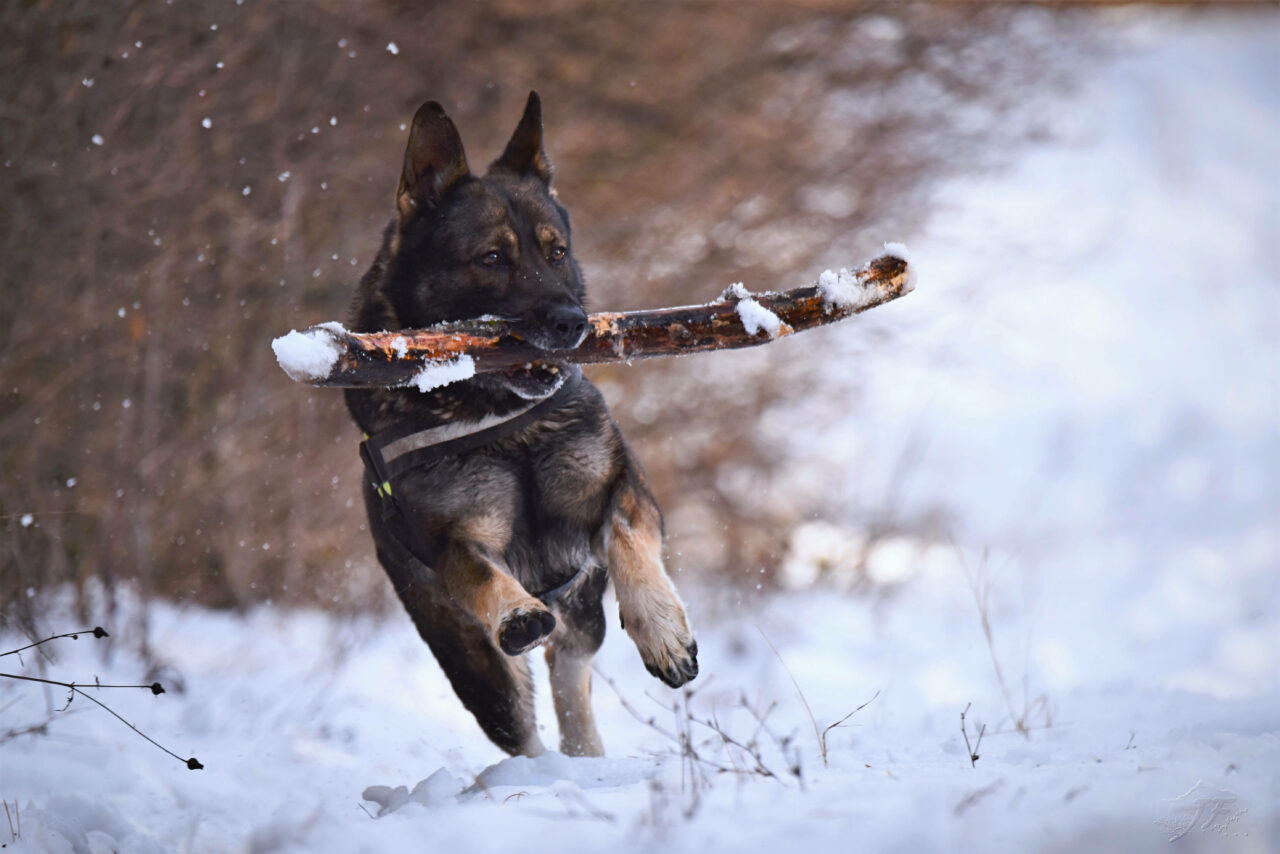 Joyful German Shepherd in Snowy Adventure Wallpaper | Background FREE ...