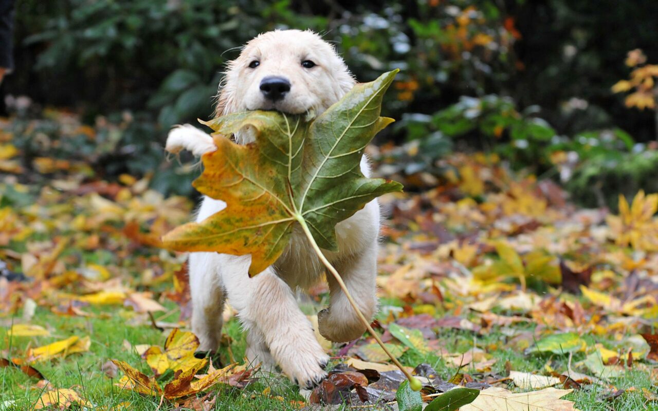Joyful Puppy in Autumn Leaves Wallpaper | Background FREE Download ...