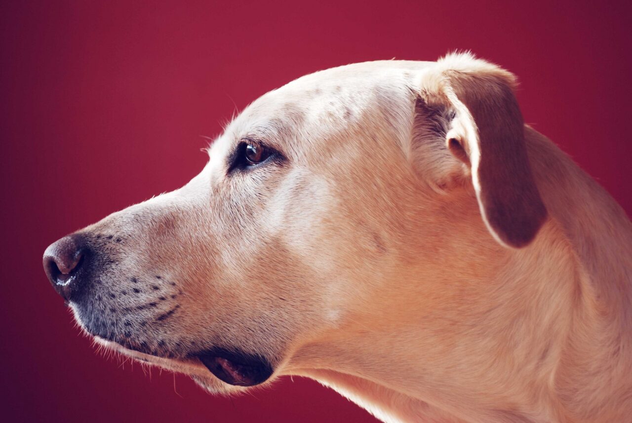 Gentle Labrador Retriever Red Wallpaper | Background FREE Download ...