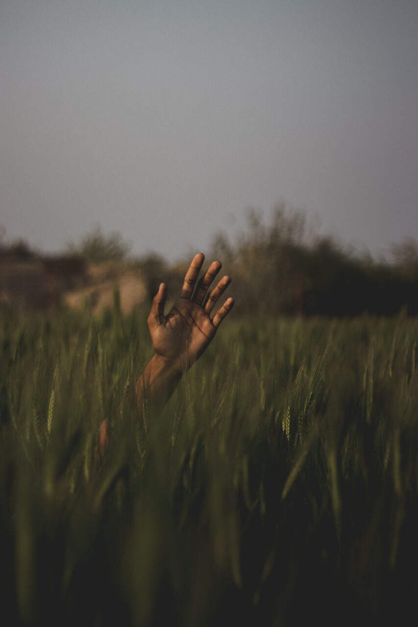 Lone Hand Rising in Green Field Natural Light Wallpaper | Background ...