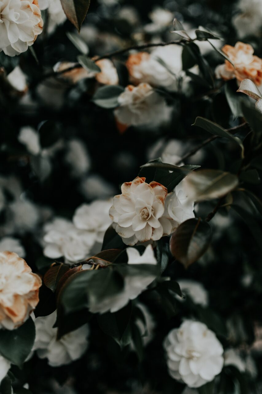Elegant Blooming Bush Wallpaper | Background FREE Download - Vulplex.com