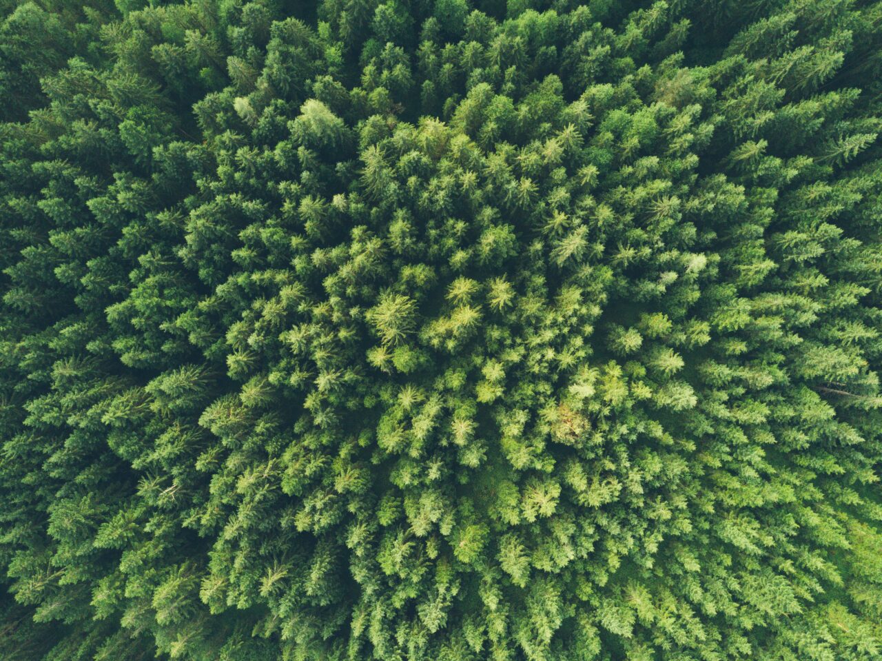 Lush Green Forest Aerial View Natural Pattern Wallpaper | Background ...