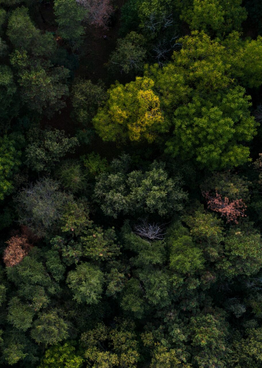Vibrant Aerial View of Lush Green Forest Wallpaper | Background FREE ...