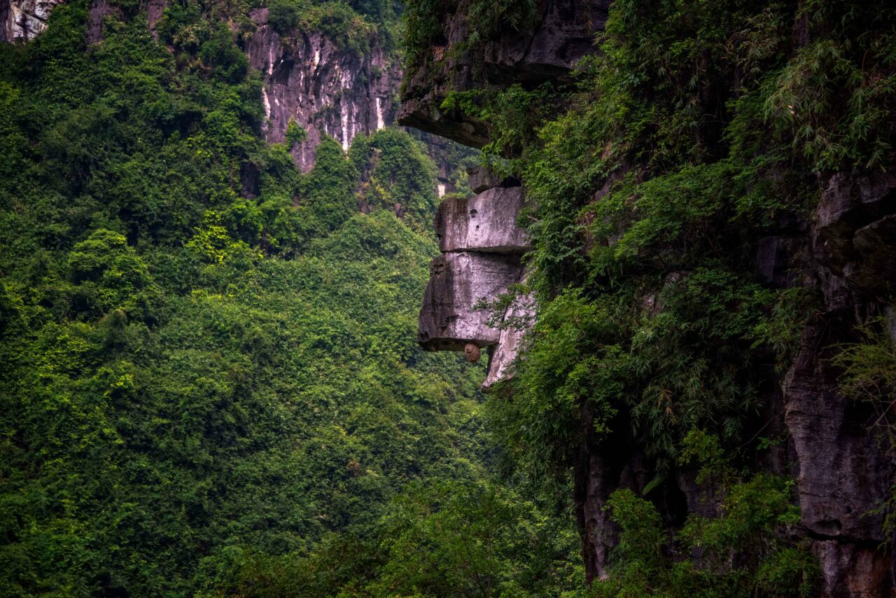 Lush Green Ivy on Rocky Cliffs Natural Harmony Wallpaper | Background ...