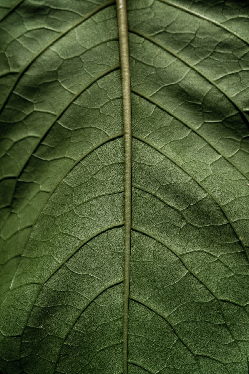 Intricate Veins of Nature Wallpaper | Background FREE Download ...