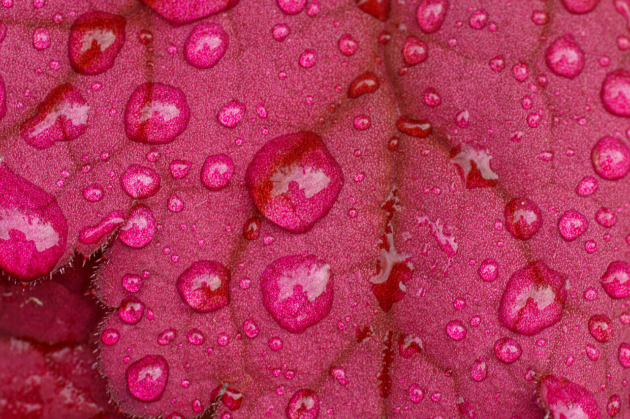 Vibrant Pink Leaf Texture in Macro Wallpaper | Background FREE Download ...