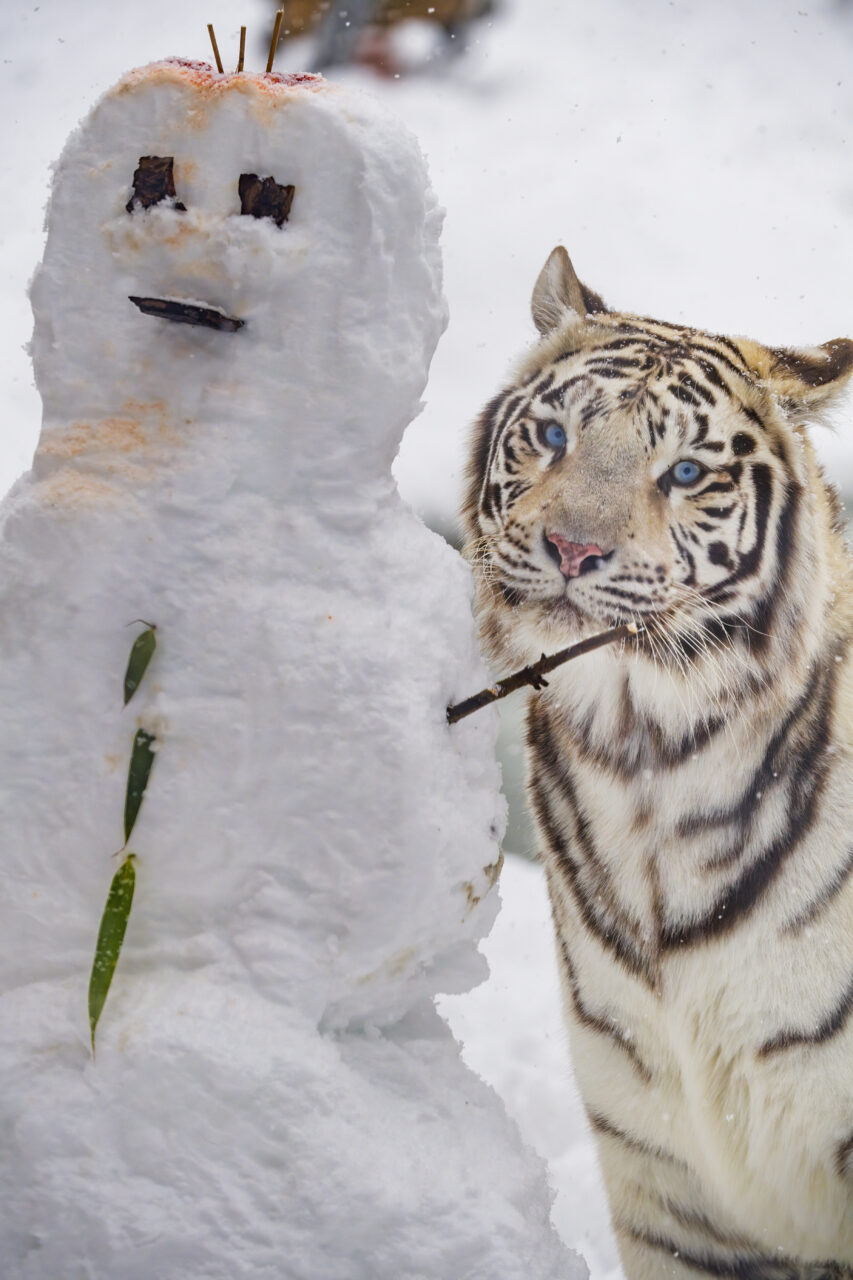 Majestic Bengal Tiger Winter Scene Wallpaper | Background FREE Download ...