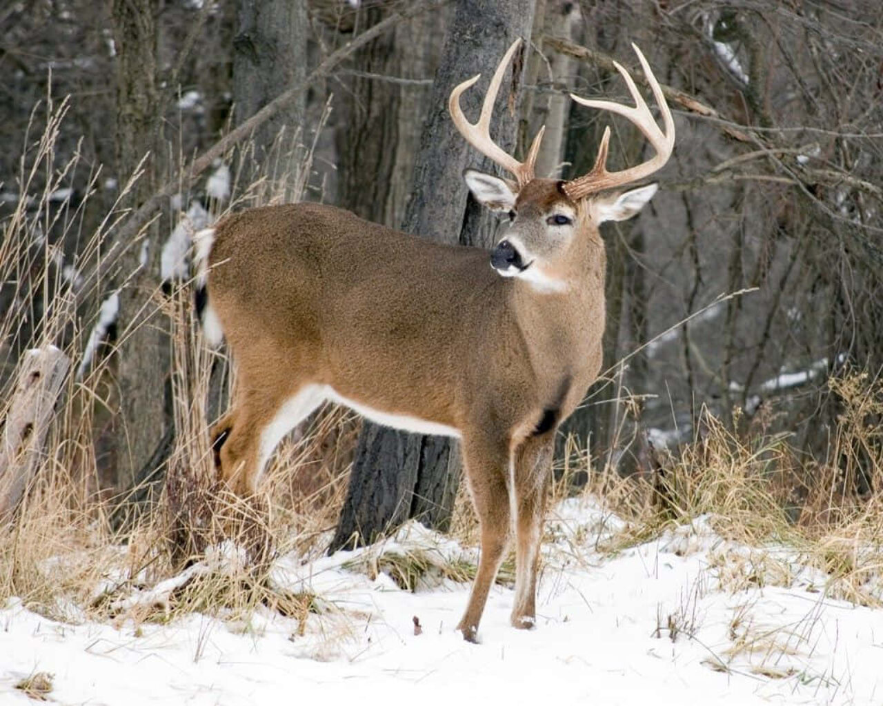Majestic Buck in Winter Serenity Wallpaper | Background FREE Download ...