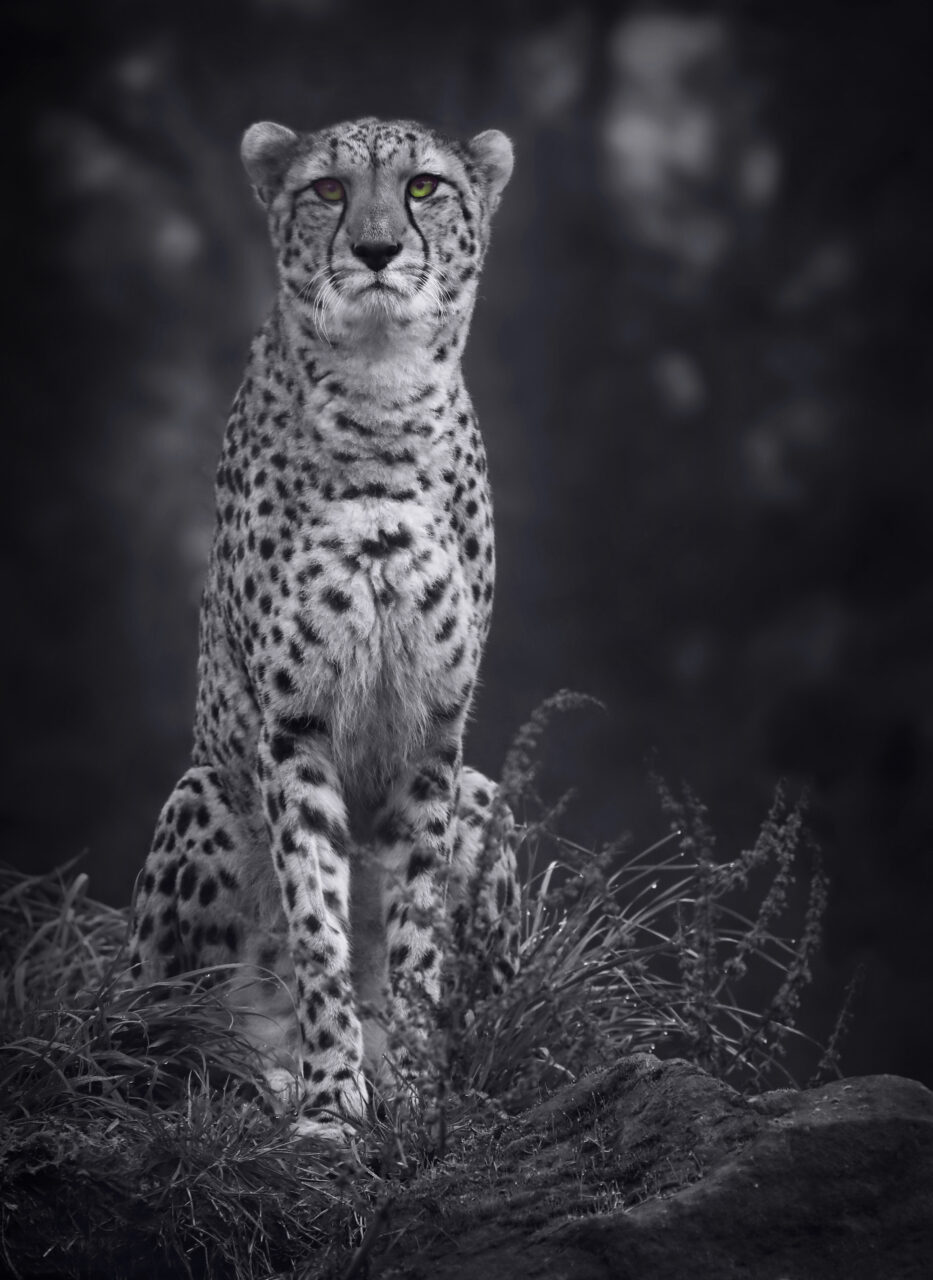 Majestic Cheetah Monochrome Wallpaper | Background FREE Download ...
