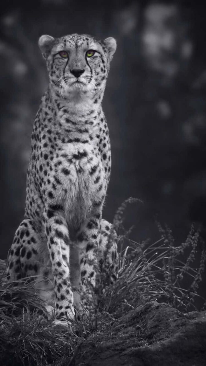 Majestic Cheetah in Grayscale Wallpaper | Background FREE Download ...