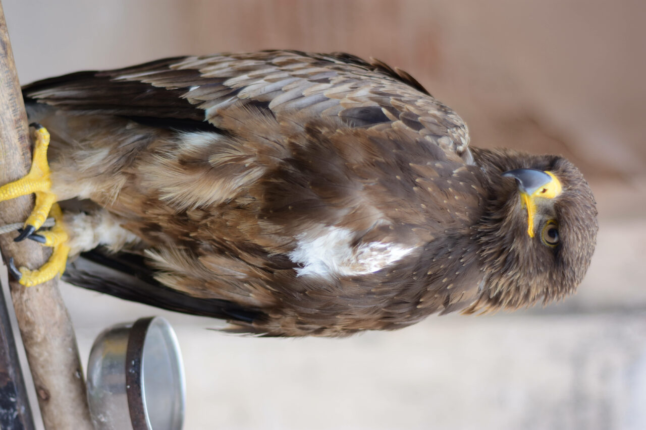 Majestic Falcon Close-Up on Metal Perch Wallpaper | Background FREE ...