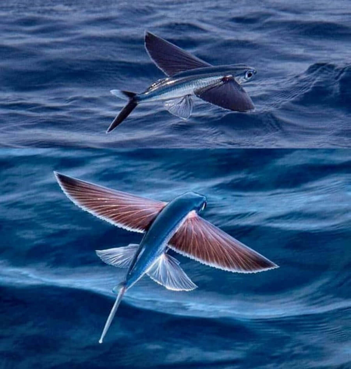 Majestic Flying Fish Above Ocean Wallpaper | Background FREE Download ...