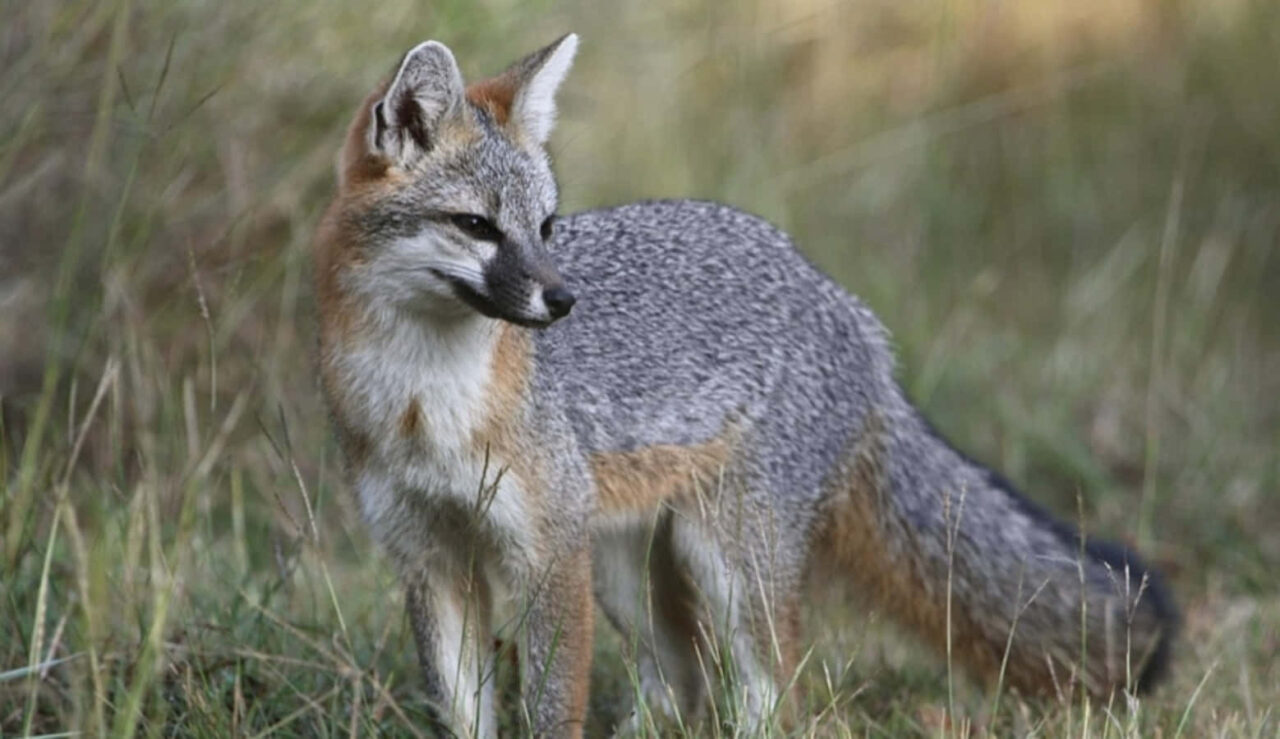 Graceful Gray Fox in Countryside Wallpaper | Background FREE Download ...