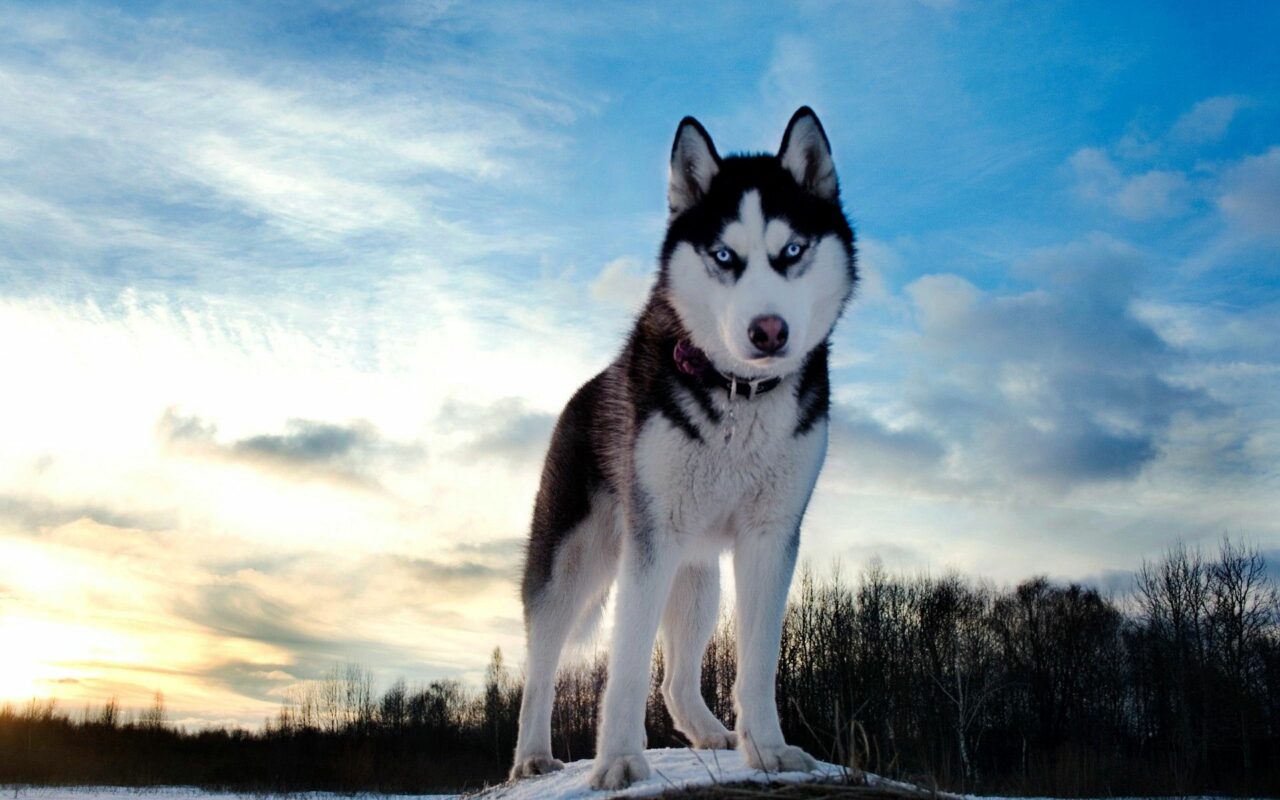 Majestic Husky at Sunset Serenity Wallpaper | Background FREE Download ...
