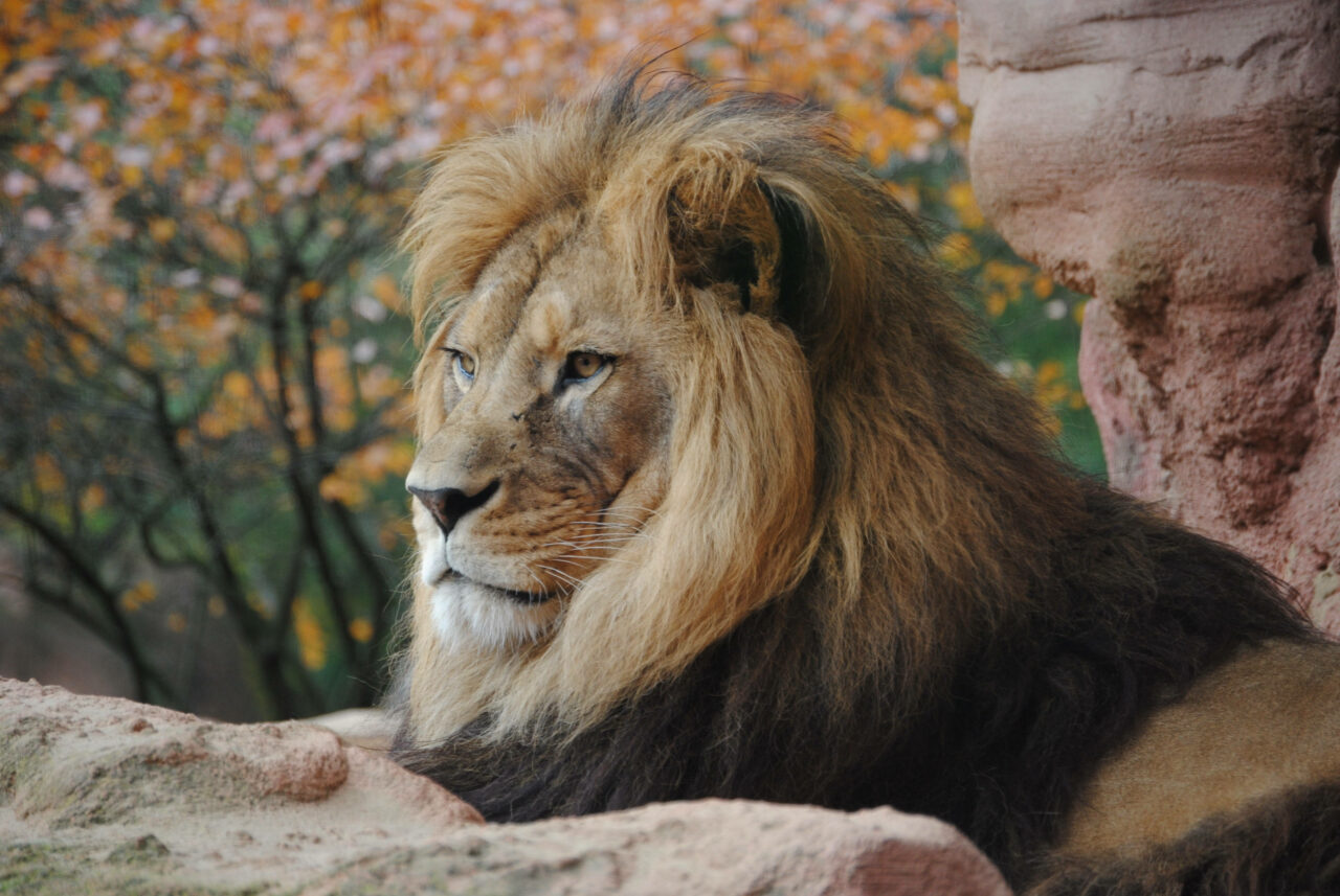 Majestic Lion Amidst Autumn Foliage Wallpaper | Background FREE ...