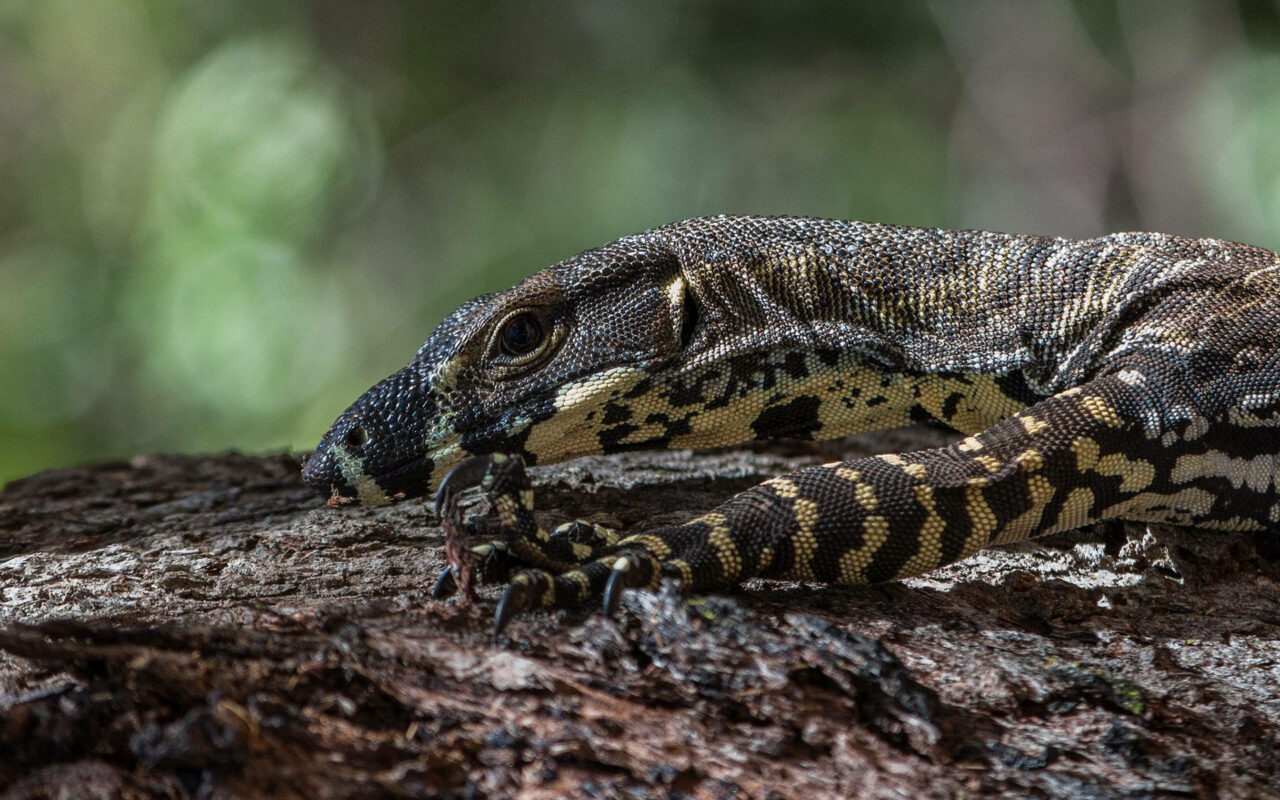 Majestic Monitor Lizard in Nature Wallpaper | Background FREE Download ...