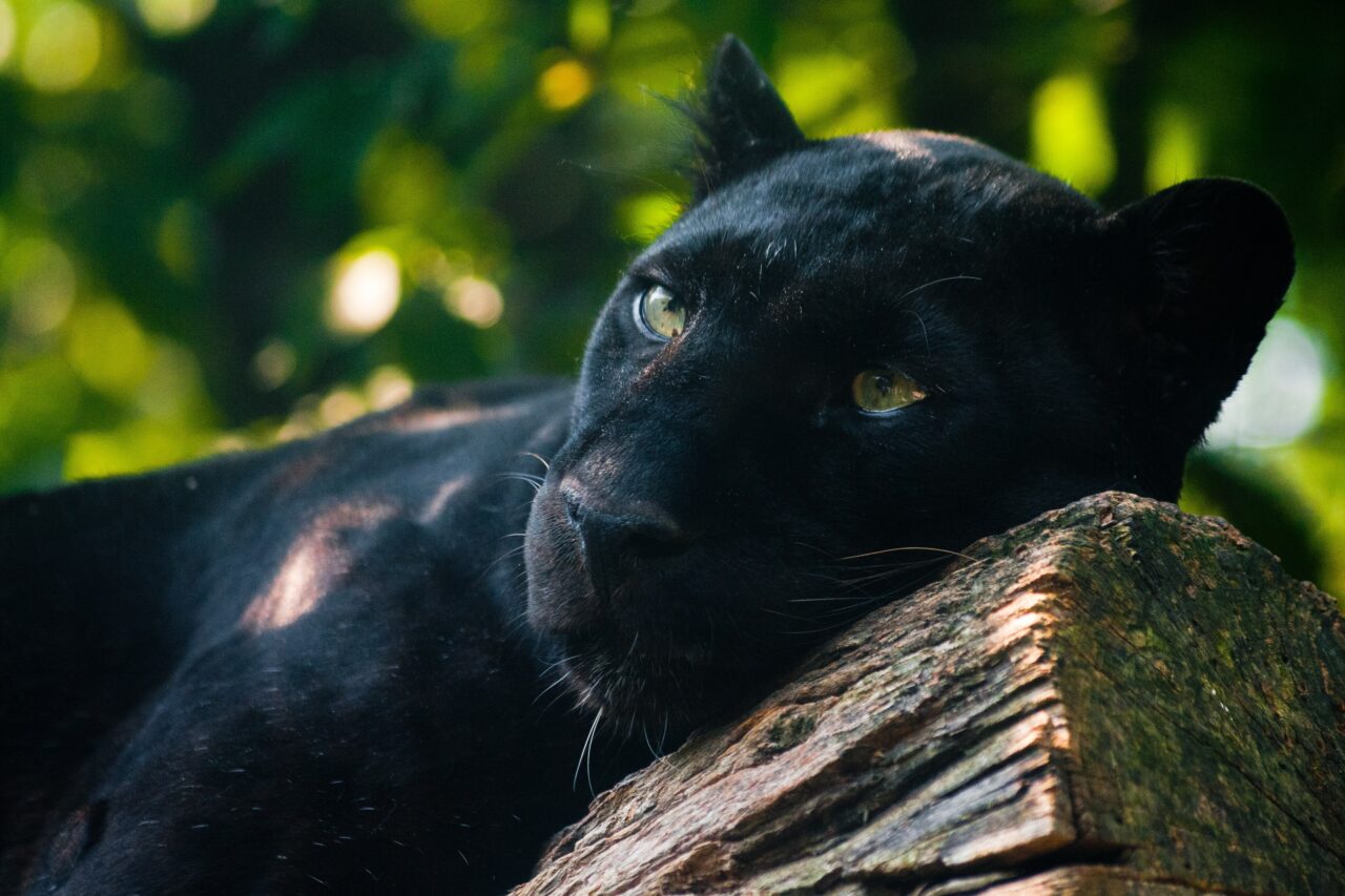 Majestic Panther in Lush Forest Wallpaper | Background FREE Download ...