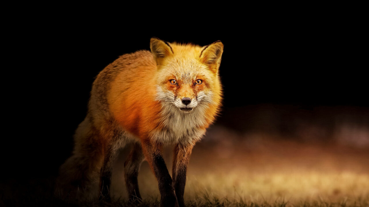 Majestic Red Fox in Winter Wonderland Wallpaper | Background FREE ...