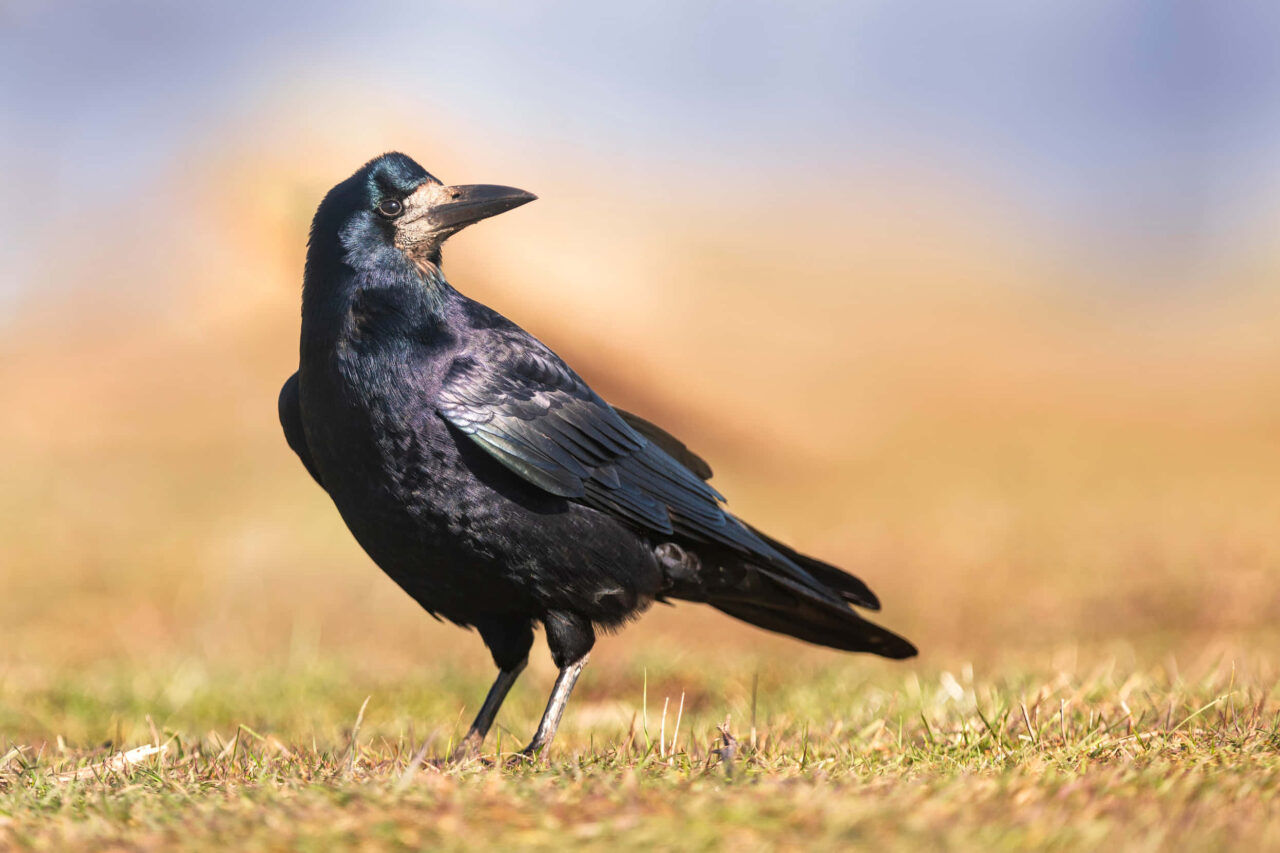 Majestic Rook in Grassy Serenity Wallpaper | Background FREE Download ...
