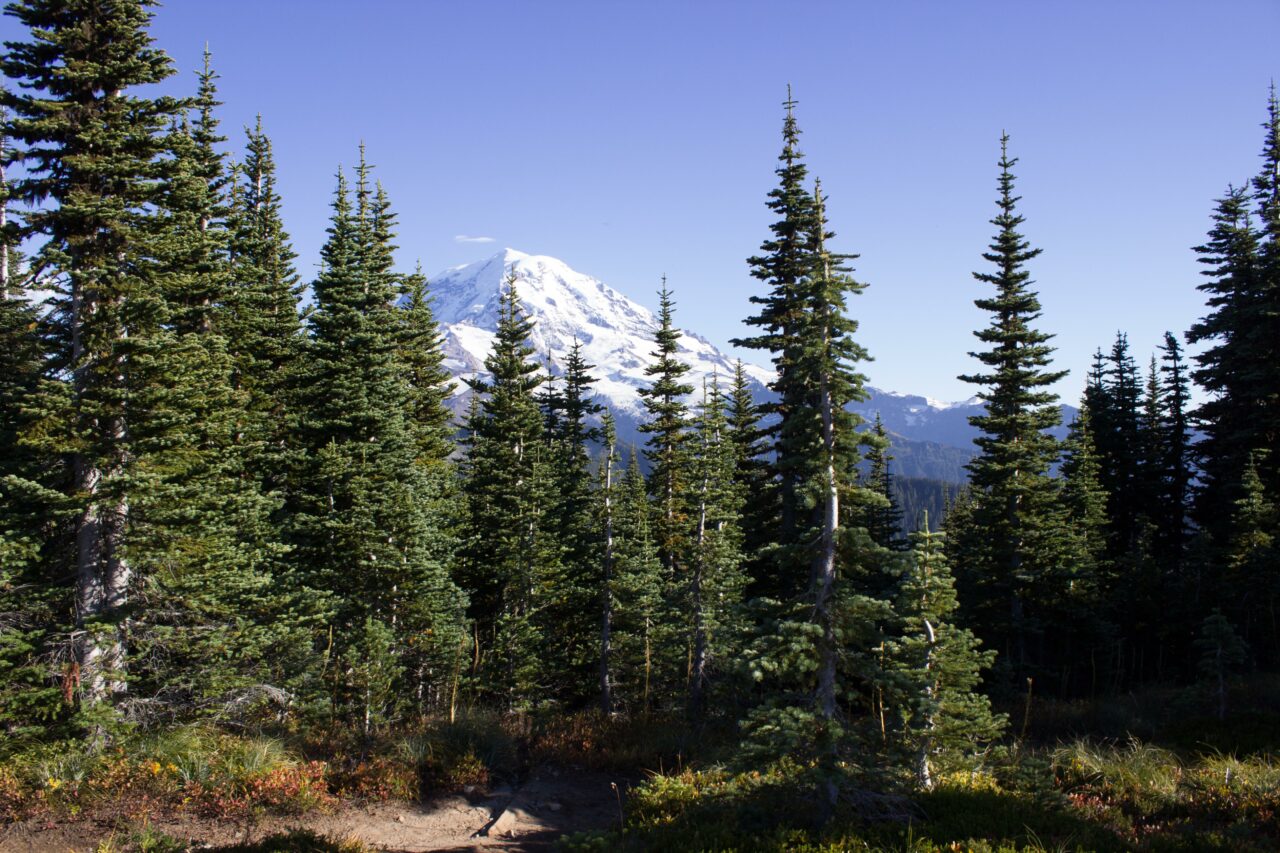 Majestic Snow-Capped Mountain and Evergreen Forest Wallpaper ...