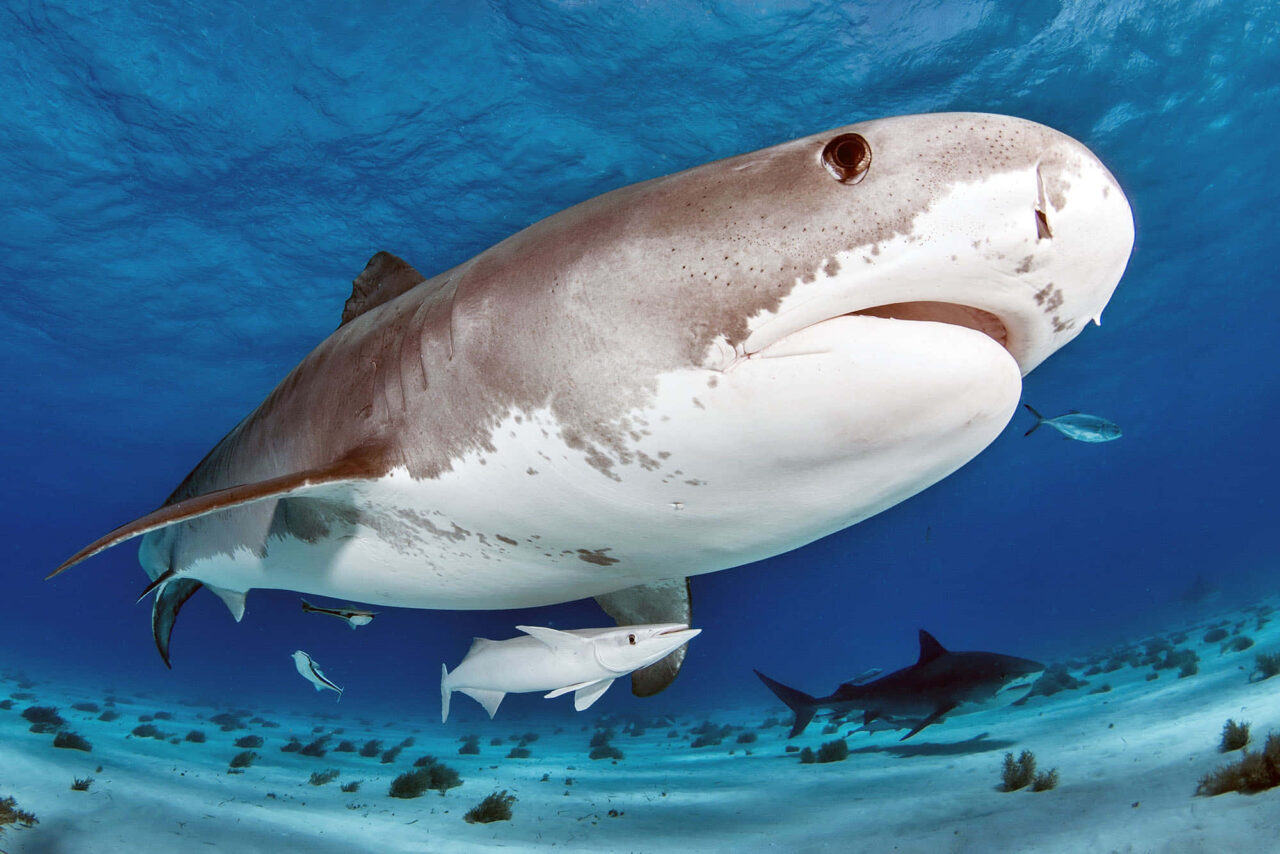 Majestic Tiger Shark in Ocean Depths Wallpaper | Background FREE ...