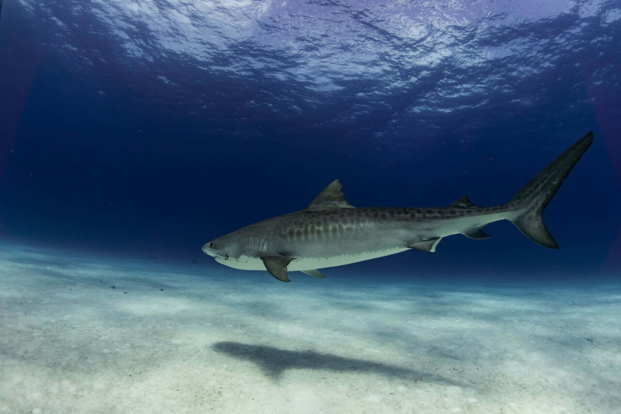Majestic Tiger Shark Underwater Serenity Wallpaper | Background FREE ...