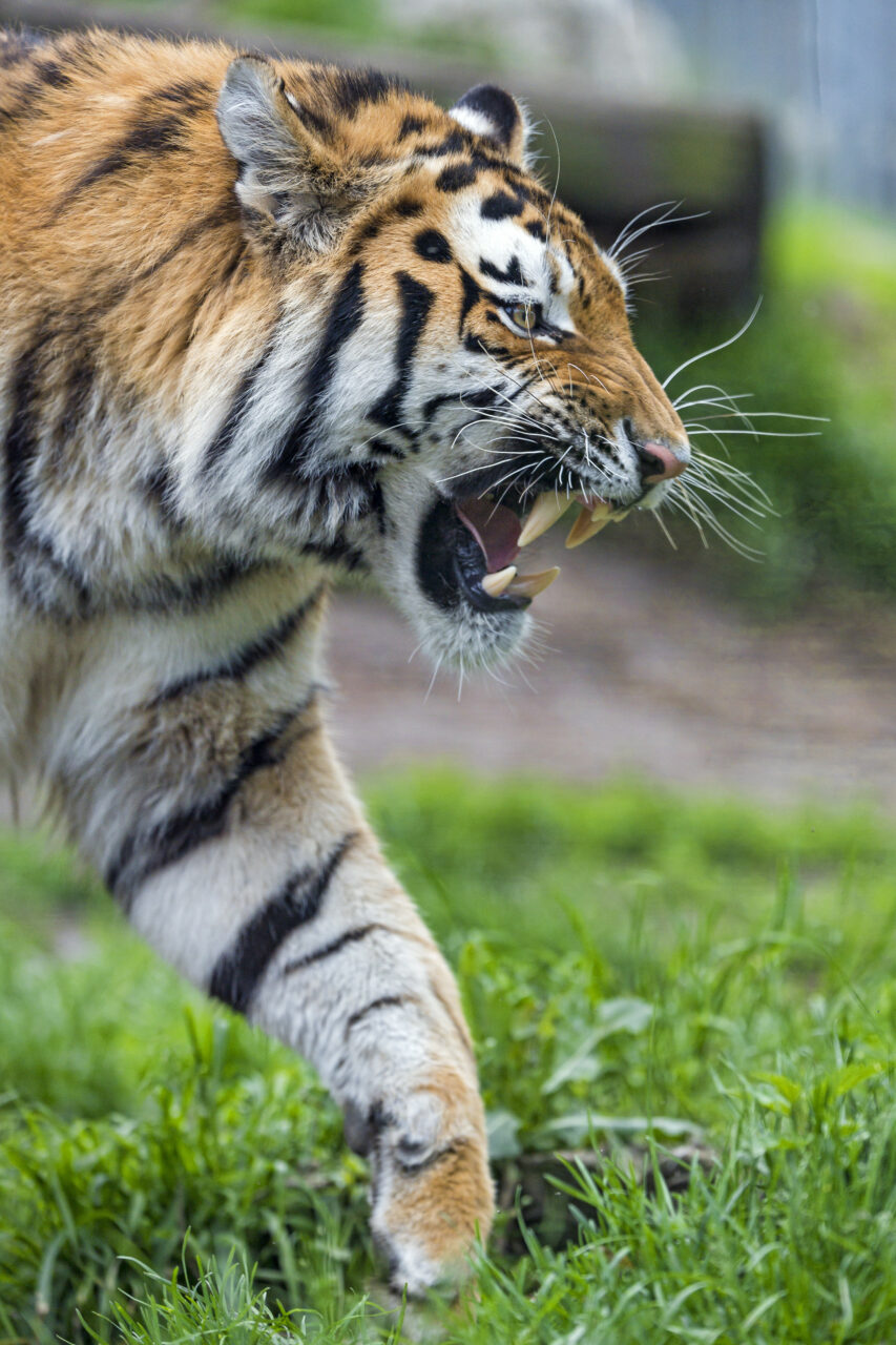 Fierce Grinning Tiger Wallpaper | Background FREE Download - Vulplex.com