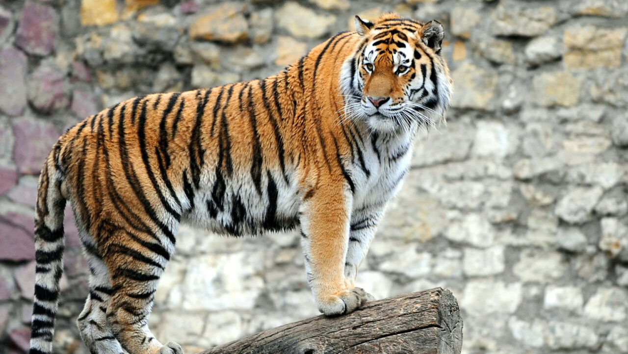 Majestic Tiger on a Fallen Tree Wallpaper | Background FREE Download ...
