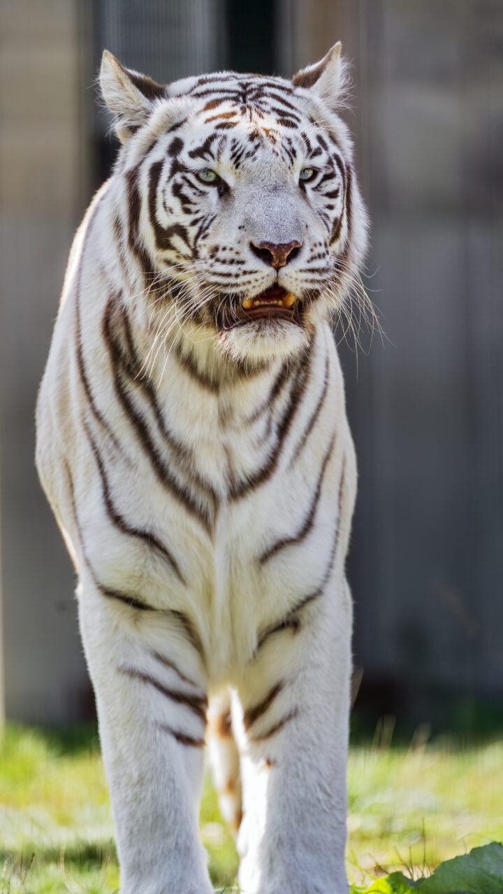 Majestic White Tigress in Nature Wallpaper | Background FREE Download ...
