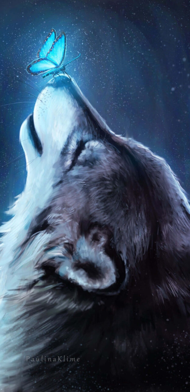 Majestic Wolf with Butterfly Night Sky Wallpaper | Background FREE ...