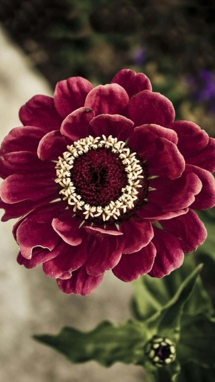 Maroon Flower Top View Floral Wallpaper | Background FREE Download ...