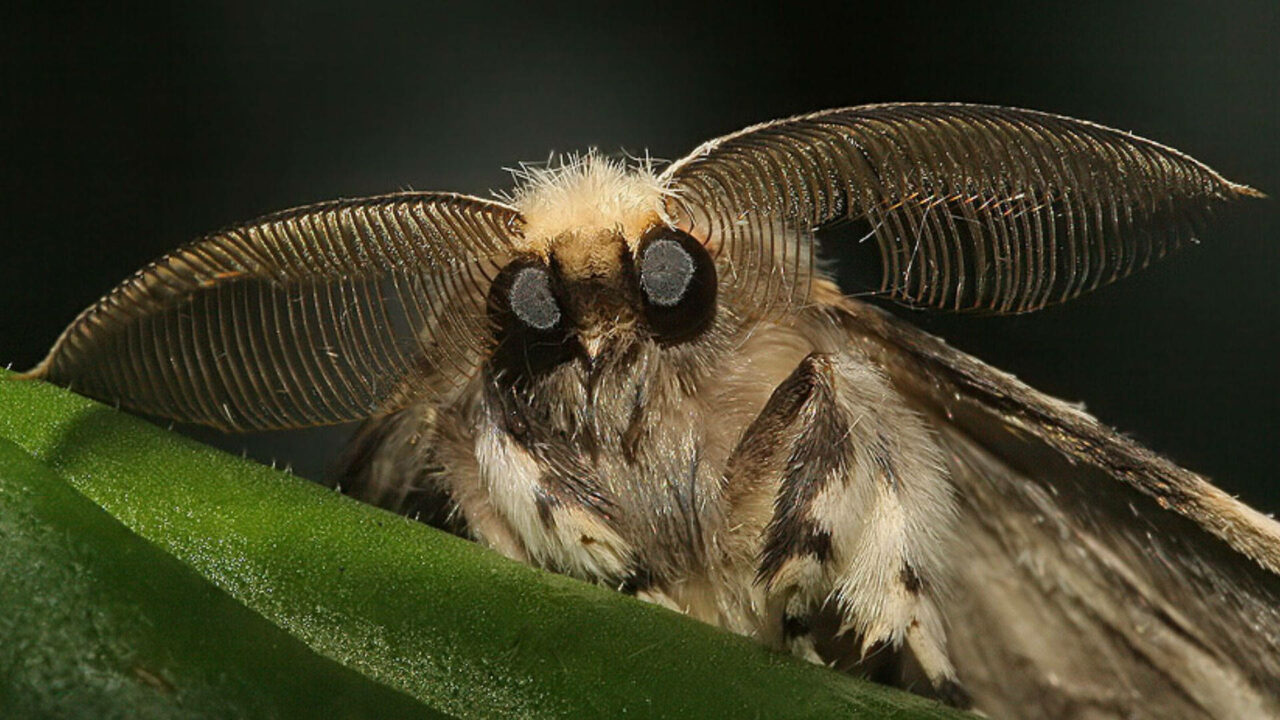 Mesmerizing Moth Eyes Nature Wallpaper | Background FREE Download ...