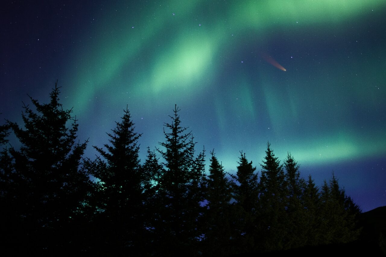 Northern Lights Over Spruce Trees Night Sky Wallpaper | Background FREE ...