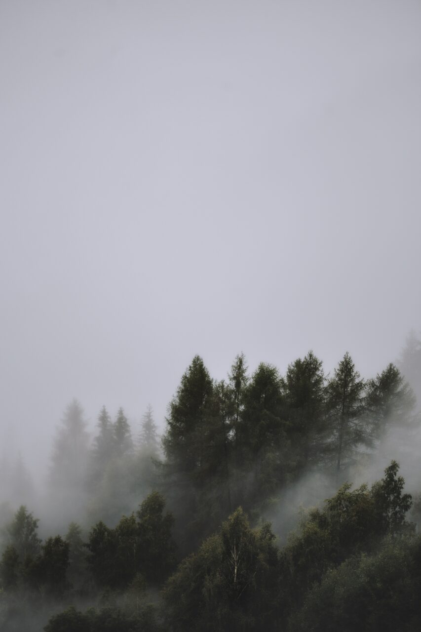 Misty Evergreen Tree Tops Forest Tranquil Wallpaper | Background FREE ...
