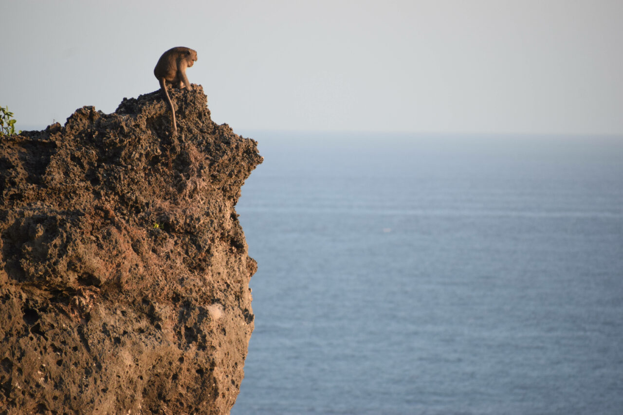 Monkey Cliff View Serenity Wallpaper | Background FREE Download ...