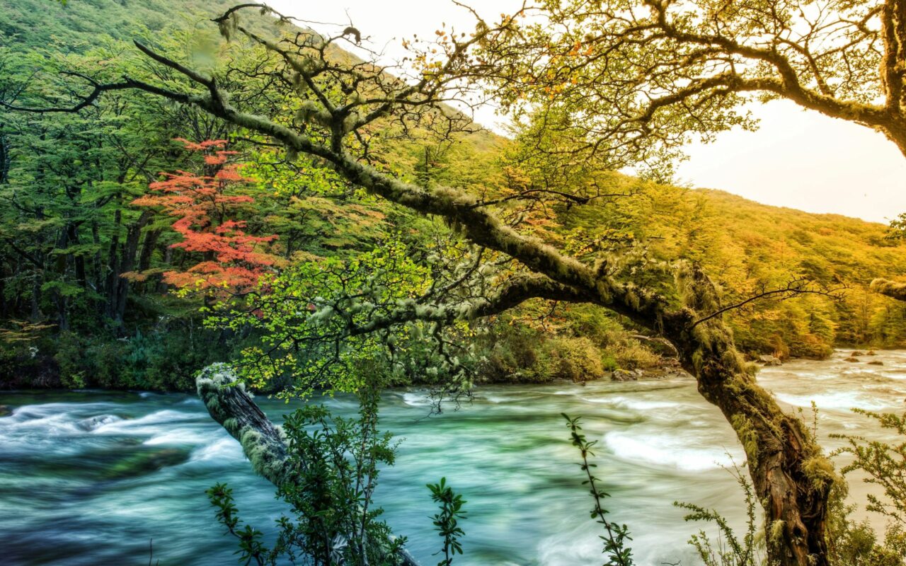 Mossy Tree Over Rushing River Nature Landscape Wallpaper | Background ...