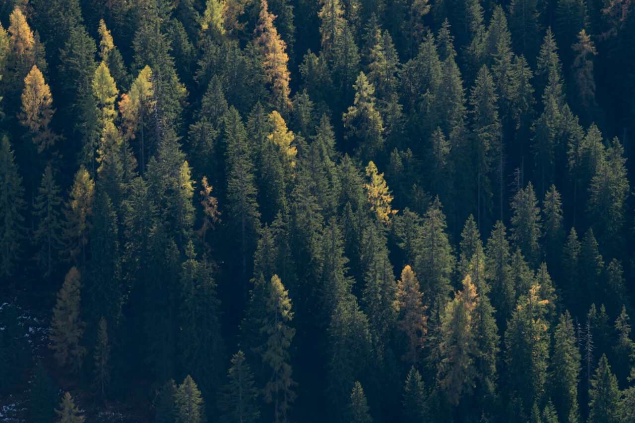 Misty Spruce Forest in Soft Light Wallpaper | Background FREE Download ...